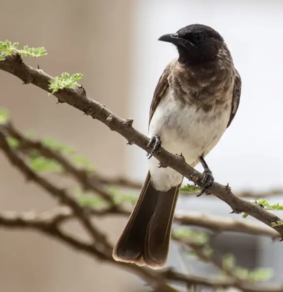 Common bulbul - Facts, Diet, Habitat & Pictures on Animalia.bio