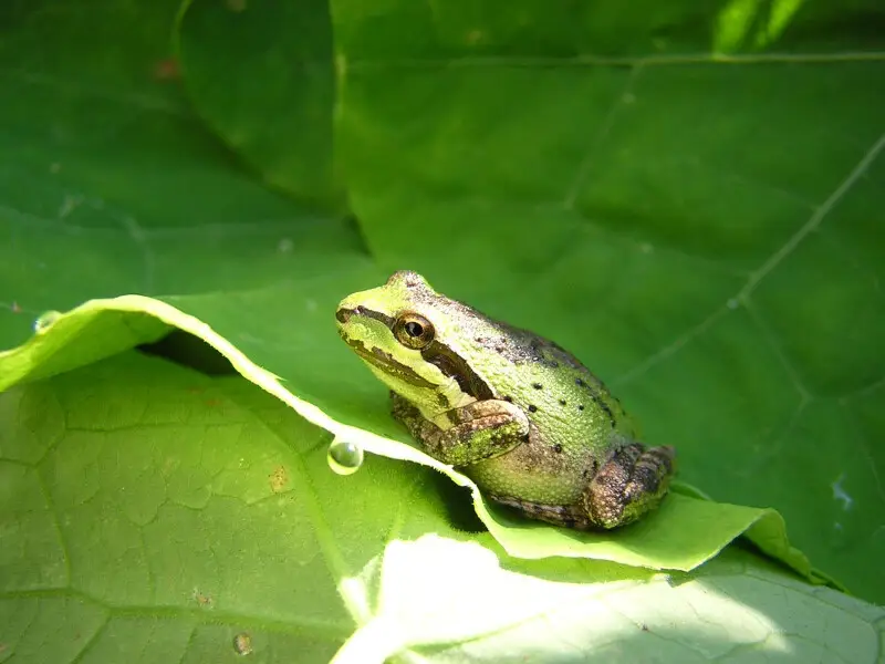 Pacific tree frog - Facts, Diet, Habitat & Pictures on Animalia.bio