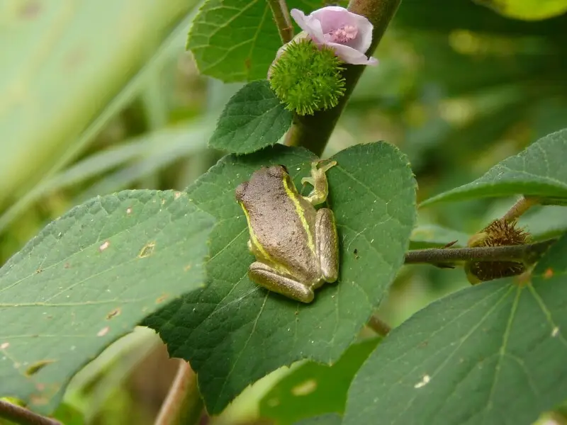 Cuban tree frog - Facts, Diet, Habitat & Pictures on Animalia.bio