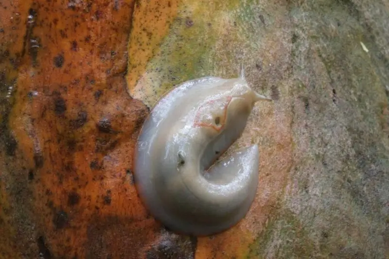 Red triangle slug - Facts, Diet, Habitat & Pictures on Animalia.bio