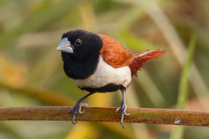 Tricoloured munia - Facts, Diet, Habitat & Pictures on Animalia.bio