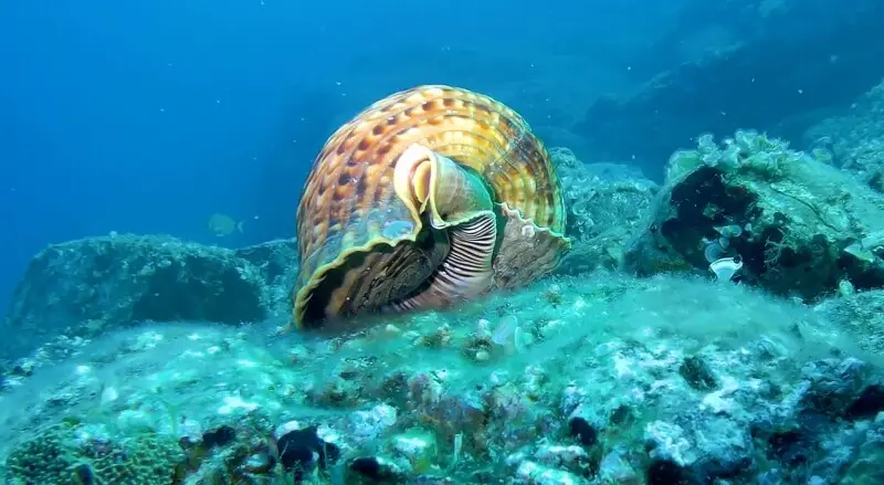 Charonia tritonis - Facts, Diet, Habitat & Pictures on Animalia.bio