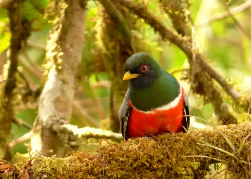 Collared trogon - Facts, Diet, Habitat & Pictures on Animalia.bio