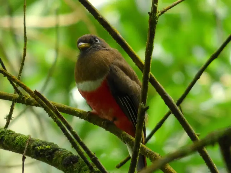 Collared trogon - Facts, Diet, Habitat & Pictures on Animalia.bio