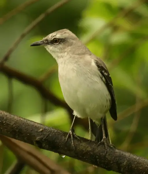 Tropical mockingbird - Facts, Diet, Habitat & Pictures on Animalia.bio