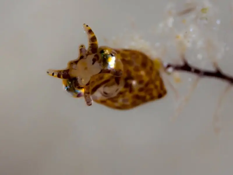 Idiosepius pygmaeus - факти, дієта, ареал і фотографії на Animalia.bio