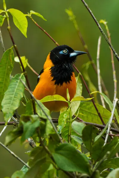 Venezuelan troupial - Facts, Diet, Habitat & Pictures on Animalia.bio