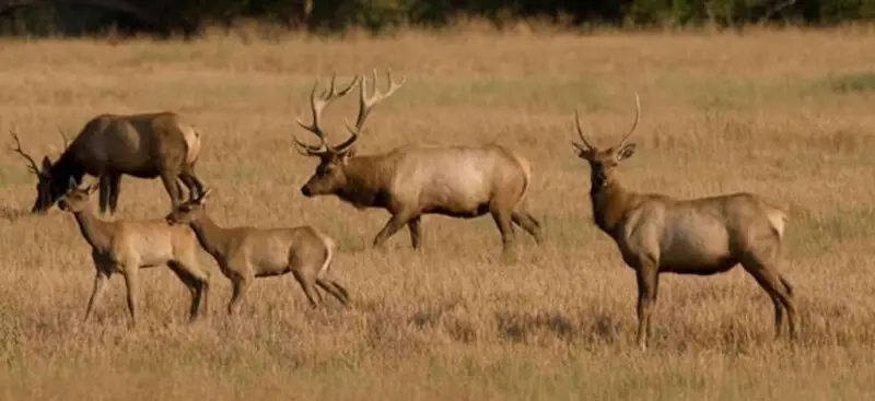 Tule elk - Facts, Diet, Habitat & Pictures on Animalia.bio