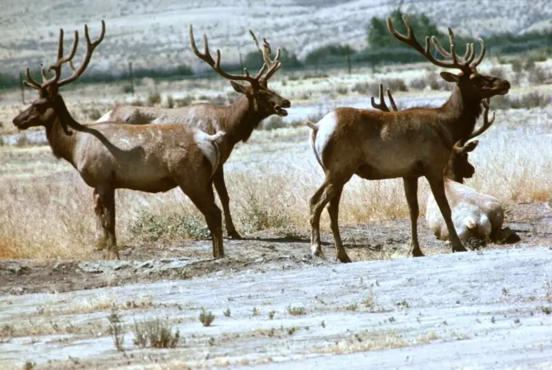 Tule elk - Facts, Diet, Habitat & Pictures on Animalia.bio