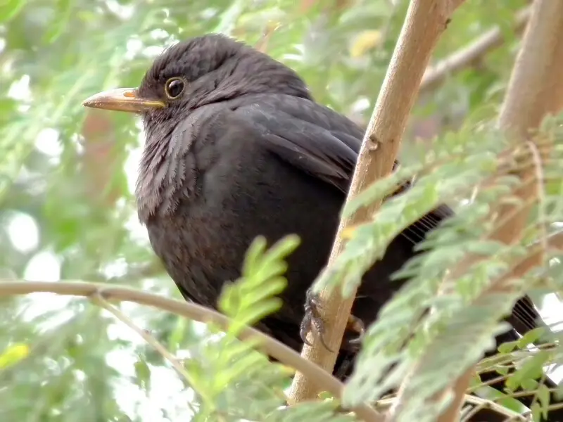 Chinese blackbird - Facts, Diet, Habitat & Pictures on Animalia.bio