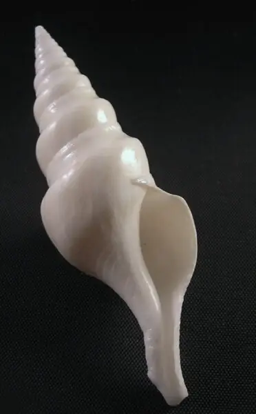 Turricula tornata - Facts, Diet, Habitat & Pictures on Animalia.bio