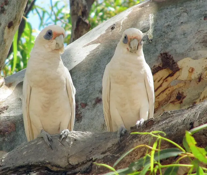 Little corella - Facts, Diet, Habitat & Pictures on Animalia.bio