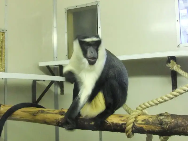 Roloway Monkey - Facts, Diet, Habitat & Pictures on Animalia.bio