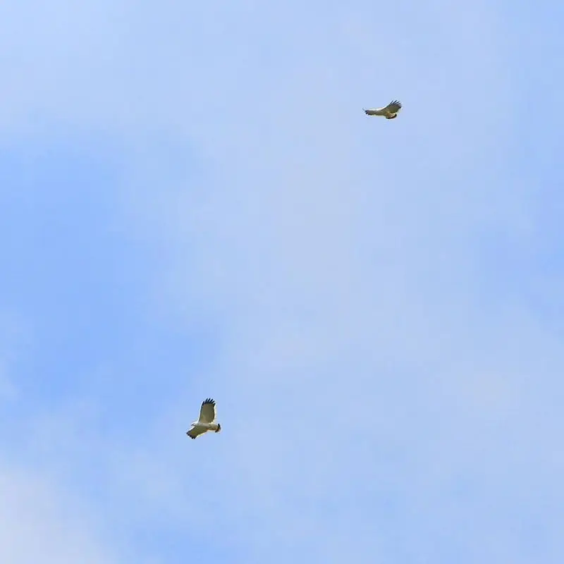 White Hawk - Facts, Diet, Habitat & Pictures on Animalia.bio