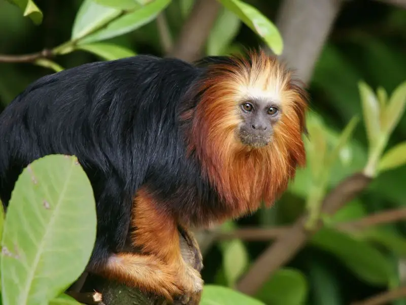 Golden-Headed Lion Tamarin - Facts, Diet, Habitat & Pictures on ...