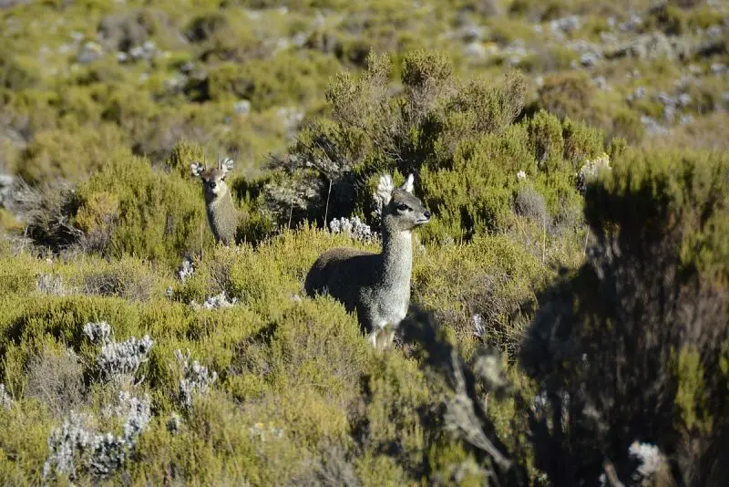 Klipspringer - Facts, Diet, Habitat & Pictures on Animalia.bio