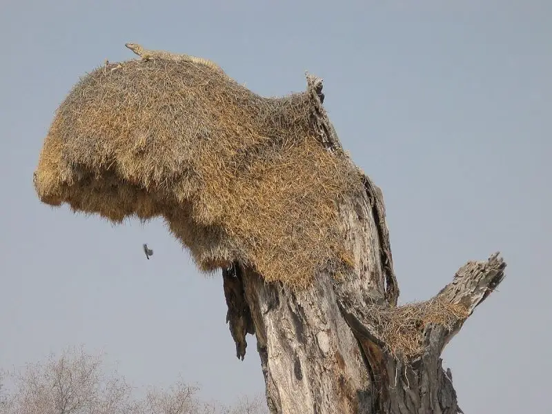 Savannah Monitor - Facts, Diet, Habitat & Pictures on Animalia.bio