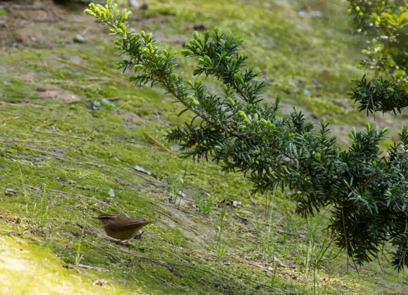 Asian stubtail - Facts, Diet, Habitat & Pictures on Animalia.bio