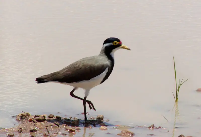 Banded lapwing - Facts, Diet, Habitat & Pictures on Animalia.bio