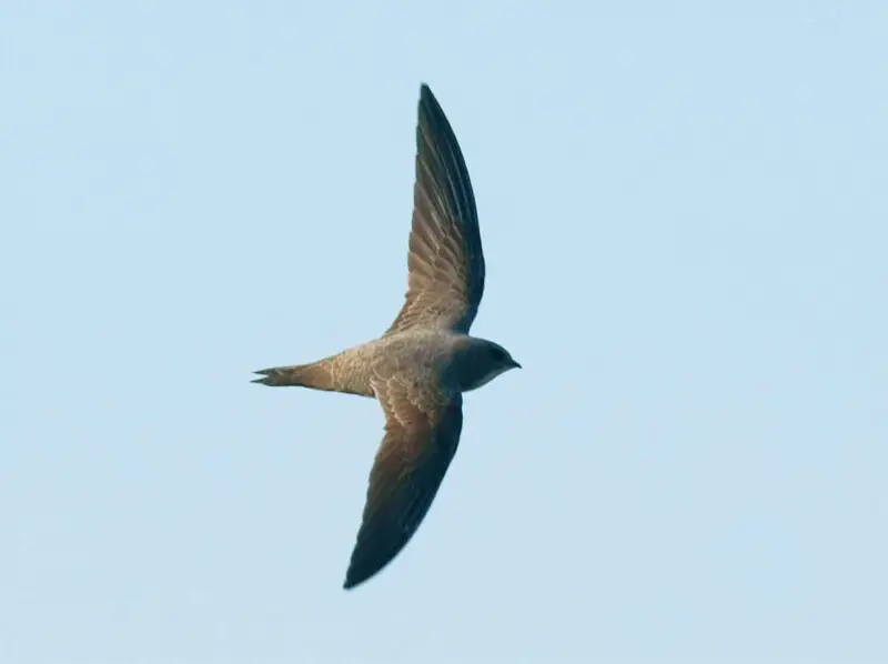 Alpine swift - Facts, Diet, Habitat & Pictures on Animalia.bio