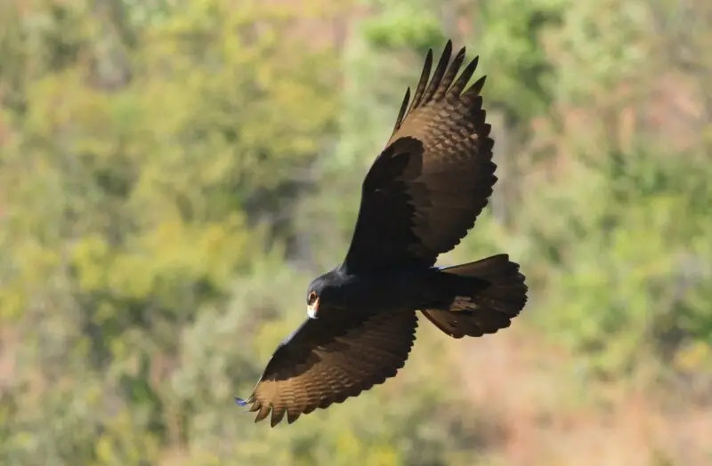 Verreaux's eagle - Facts, Diet, Habitat & Pictures on Animalia.bio