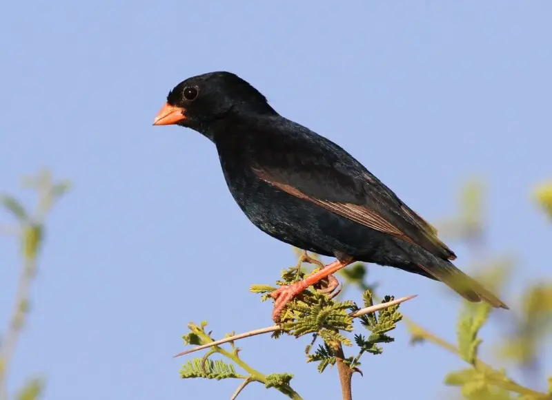 Village indigobird - Facts, Diet, Habitat & Pictures on Animalia.bio