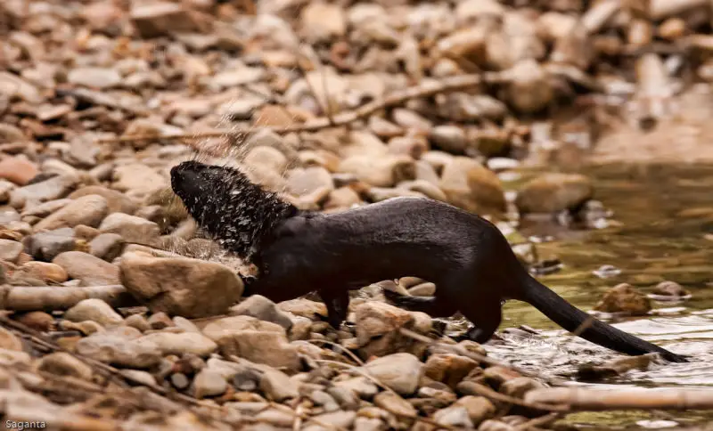 European Mink - Facts, Diet, Habitat & Pictures on Animalia.bio