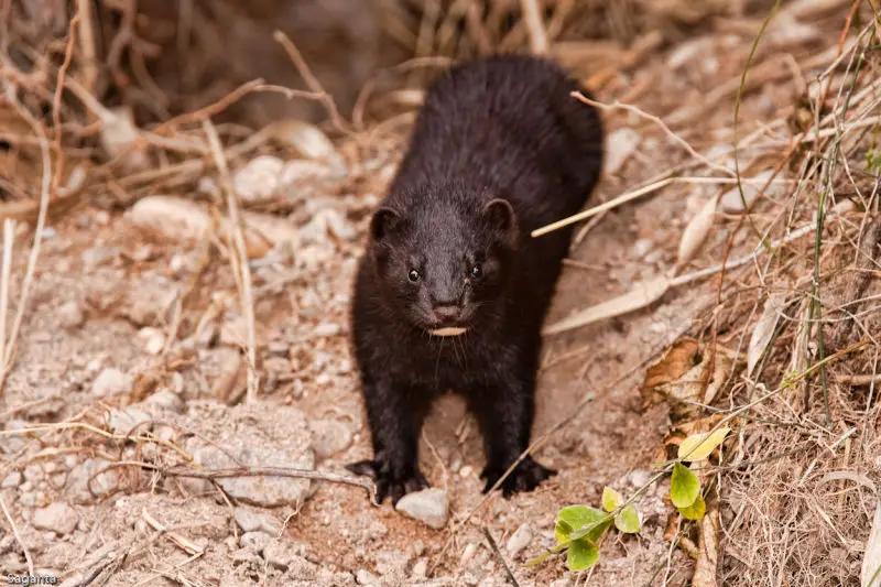 European Mink - Facts, Diet, Habitat & Pictures on Animalia.bio