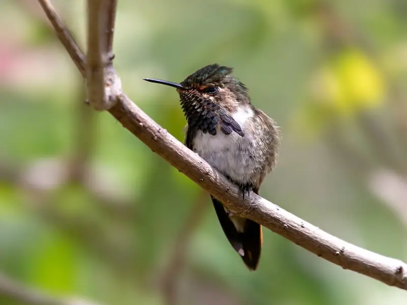 Volcano hummingbird - Facts, Diet, Habitat & Pictures on Animalia.bio