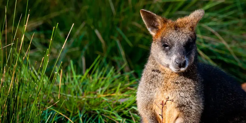 Swamp Wallaby - Facts, Diet, Habitat & Pictures on Animalia.bio