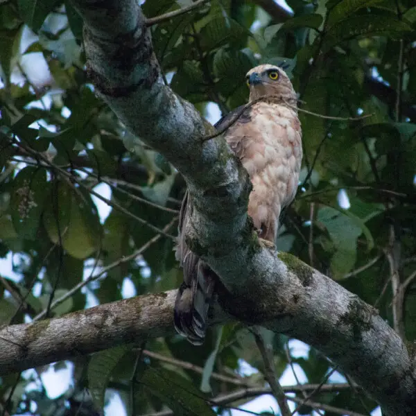 Wallace's hawk-eagle - Facts, Diet, Habitat & Pictures on Animalia.bio