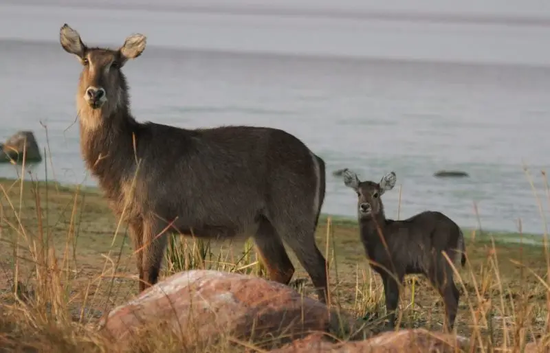Waterbuck - Facts, Diet, Habitat & Pictures on Animalia.bio
