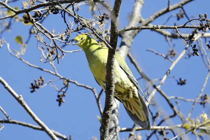 Treron sphenurus - факти, дієта, ареал і фотографії на Animalia.bio