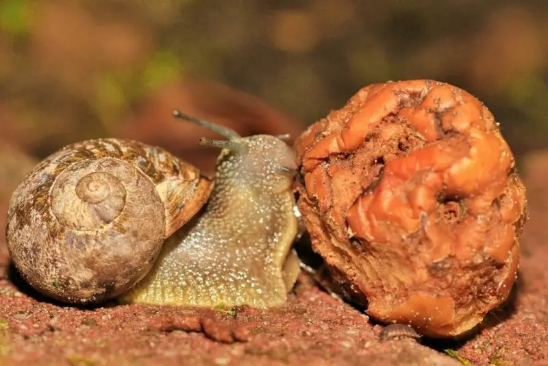 Helix pomatia - Facts, Diet, Habitat & Pictures on Animalia.bio