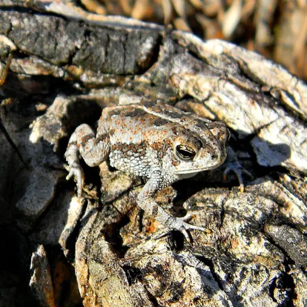 Oak toad - Facts, Diet, Habitat & Pictures on Animalia.bio