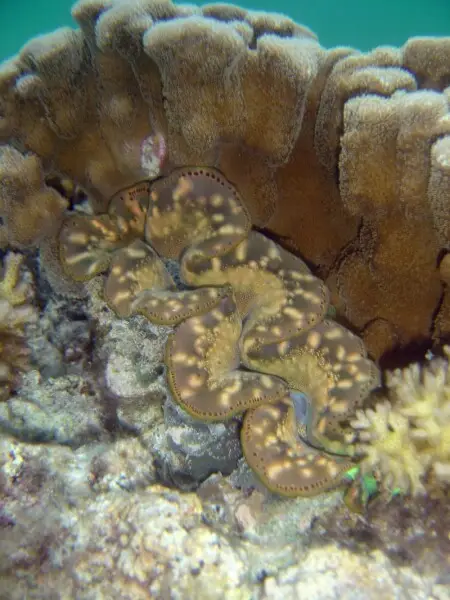 Maxima clam - Facts, Diet, Habitat & Pictures on Animalia.bio