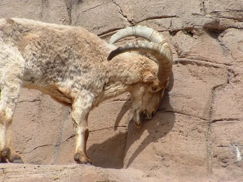 West Caucasian tur - Facts, Diet, Habitat & Pictures on Animalia.bio