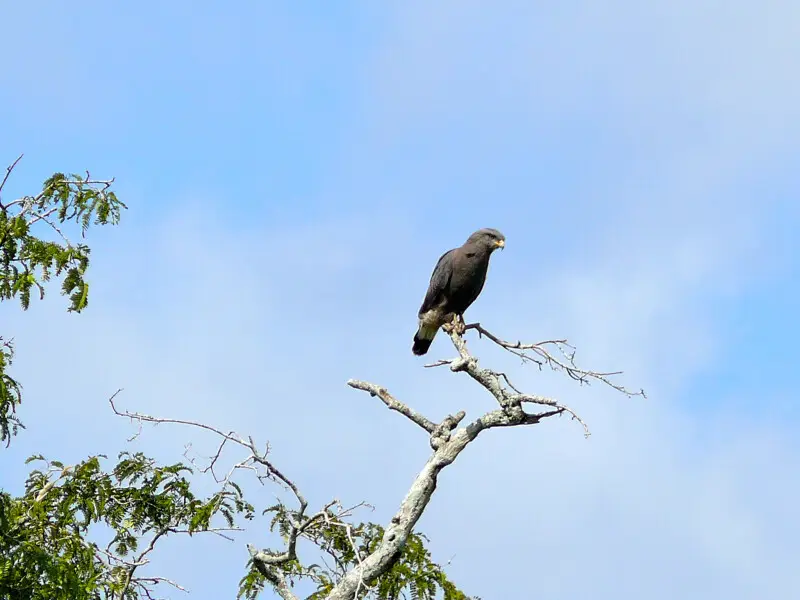 Aquila serpentaria minore - Fatti, dieta, habitat e immagini su ...