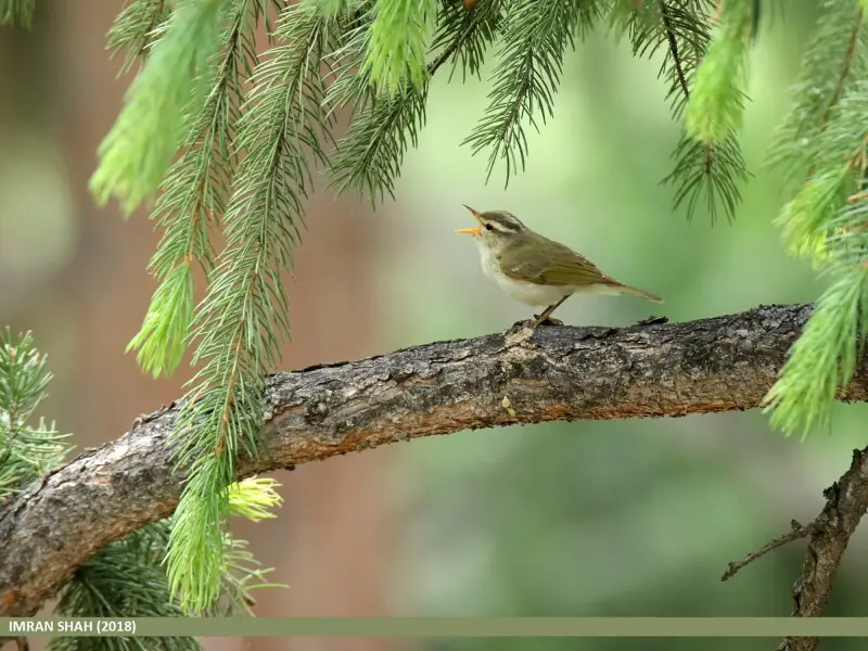 Western crowned warbler - Facts, Diet, Habitat & Pictures on Animalia.bio