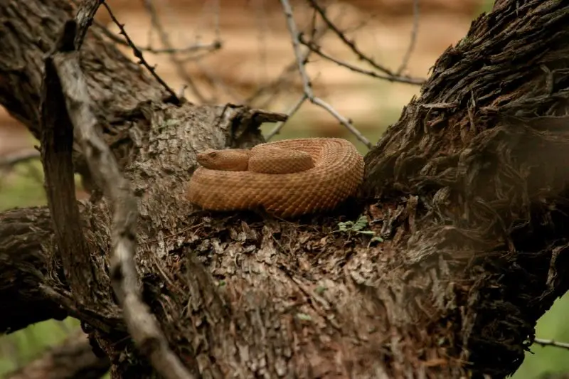 Western Rattlesnake - Facts, Diet, Habitat & Pictures on Animalia.bio