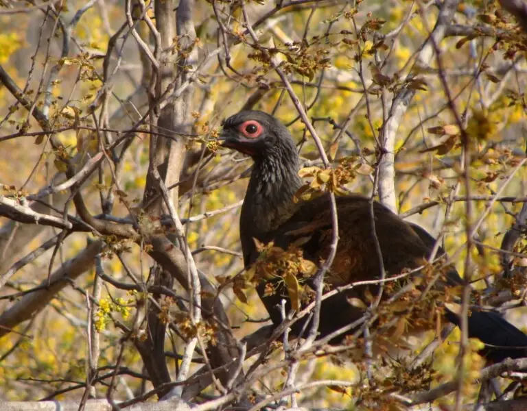 West Mexican chachalaca - Facts, Diet, Habitat & Pictures on Animalia.bio