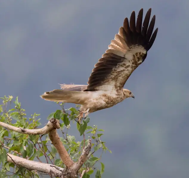 Whistling kite - Facts, Diet, Habitat & Pictures on Animalia.bio