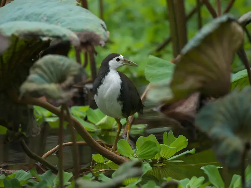 White-breasted waterhen - Facts, Diet, Habitat & Pictures on Animalia.bio