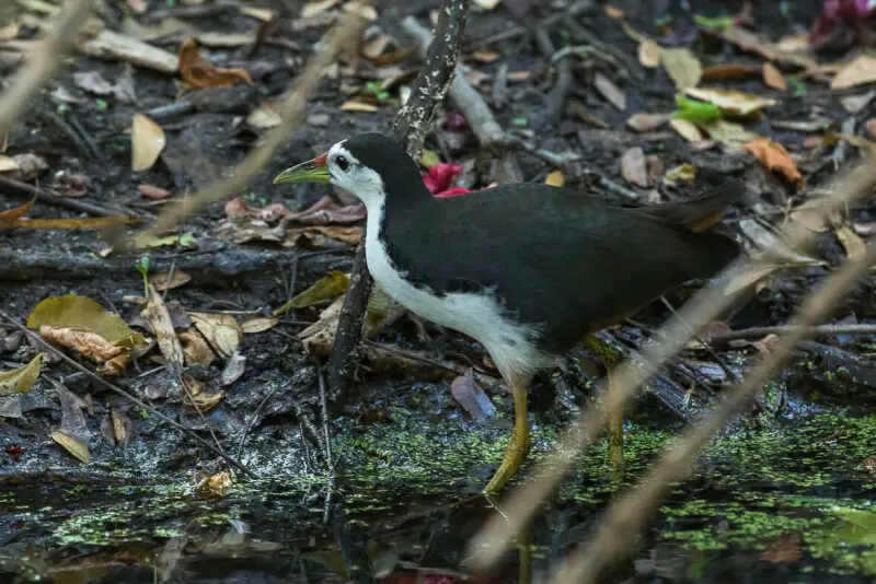White-breasted waterhen - Facts, Diet, Habitat & Pictures on Animalia.bio