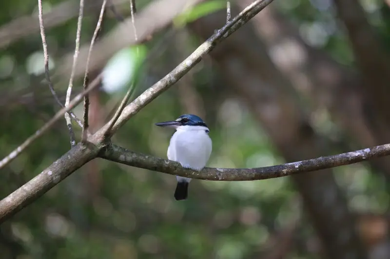Collared Kingfisher - Facts, Diet, Habitat & Pictures on Animalia.bio