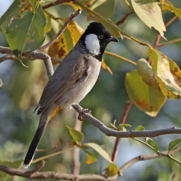 White-eared bulbul - Facts, Diet, Habitat & Pictures on Animalia.bio