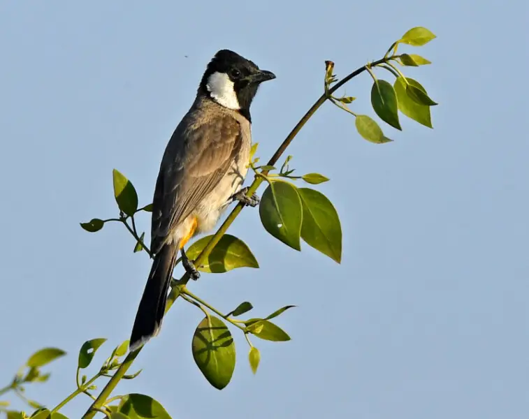 White-eared bulbul - Facts, Diet, Habitat & Pictures on Animalia.bio