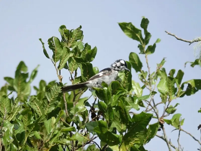 White-eared monarch - Facts, Diet, Habitat & Pictures on Animalia.bio