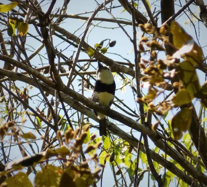 Guianan puffbird - Facts, Diet, Habitat & Pictures on Animalia.bio