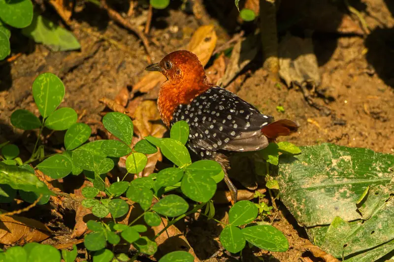 White-spotted flufftail - Facts, Diet, Habitat & Pictures on Animalia.bio